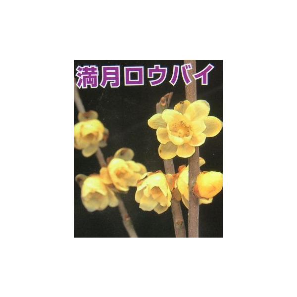 満月蝋梅規格：４寸ポット植え樹高：約40〜60センチ程度（＊樹形が悪い場合がありますのでご了承ください）＊お届け時期により、蕾・花が無い場合もございます！