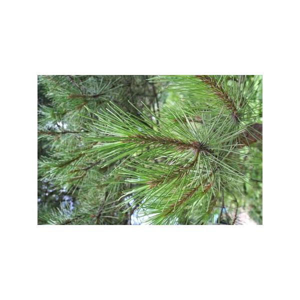 一葉松　接木　赤松6寸鉢植えマツ科　常緑高木