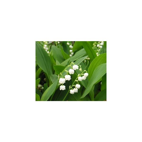 ドイツスズラン　　すずらん　鈴蘭　４寸鉢植え3〜4芽植えユリ科スズラン属肥沃な用土、日当たりの良い場所を好む。真夏の直射日光は嫌うため、春と秋以外は半日陰になるようにする。耐寒性は高いため、野外での越冬が可能。