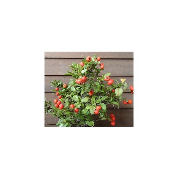 八房ピラカンサス（矮性ピラカンサス）　＊樹高10センチ程度の株のお届けになります。＊あまり大きく成長しないピラカンサスです。４寸鉢植え、高さ１０センチ内外＊お届けする株は実付きとは限りません！常緑性低木で、春に白い花を咲かせ、秋から冬にかけ...