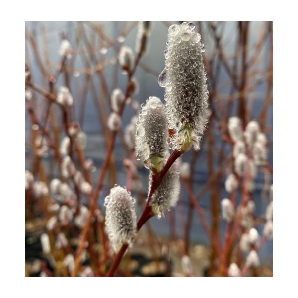 ネコヤナギ（猫柳、ねこやなぎ）３寸ポット苗樹高10〜20センチ程度やなぎ科　落葉低木寒さに強く庭植えも可能です。2月頃から、銀色の芽が大きく膨らみ、綿毛が綺麗になります。