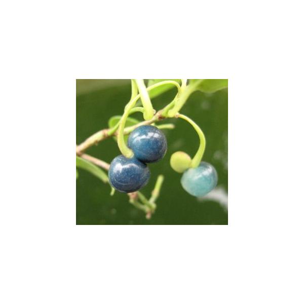 瑠璃瓢箪（るりびょうたん） アワブキ科アオカズラ属別名：青葛 （あおかずら）3寸ポット植え　樹高10〜20センチ程度＊樹形は個体差がありますので、曲がりくねっている場合もあります、ご了承ください！