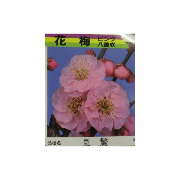 花梅　ハナウメ　見驚　ケンキョウ　苗木規格：5号（直径約15cm）ポット植え、又は根巻き苗、接ぎ木1〜2年生苗、樹高：80cm程度見驚　ケンキョウ：　梅の女王とも呼ばれる、ケンキョウ。淡い桃色の大輪の花は八重咲きで、見るものを驚かせるという...