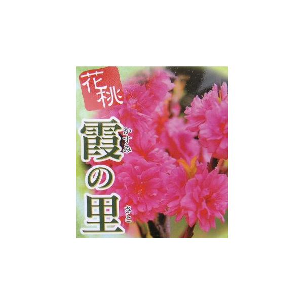 花桃　霞の里規格：5号（直径約15cm）鉢植え、又はポット植え接ぎ木1〜2年生苗、樹高：60〜80cm程度霞の里（カスミノサト）花桃は、菊桃の交配種より選抜育成したオリジナル品種で、淡紅色の花が牡丹咲きになります。