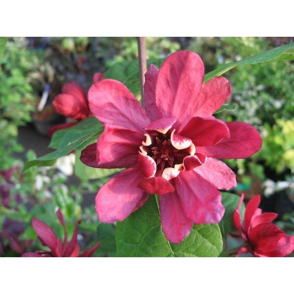 黒花ロウバイ　カリカンサス　ハートレッジワイン　接ぎ木ロウバイ科クロバナロウバイ属開花時期： 5〜6月頃4〜5寸ポット植え　樹高20センチ程度●北アメリカ原産のクロバナロウバイと中国原産のナツロウバイとの種間交雑により、アメリカ合衆国ノース...