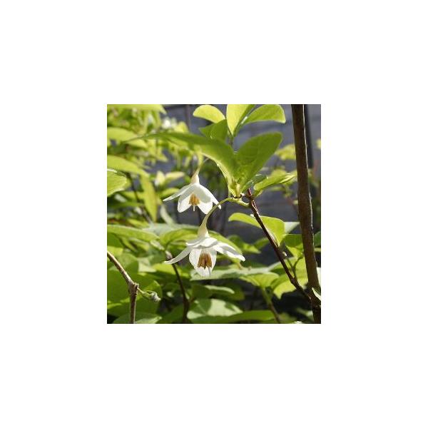 エゴノキエゴノキ科開花期：5月頃エゴノキ。白い小さな花を多数枝につける。9センチポット苗　樹高50〜80センチ程度■管理のポイント日当たり風通しの良い場所を好みます。乾燥には弱いため強い西日が当たる場所は避けてください。腐葉土などが多い肥沃...