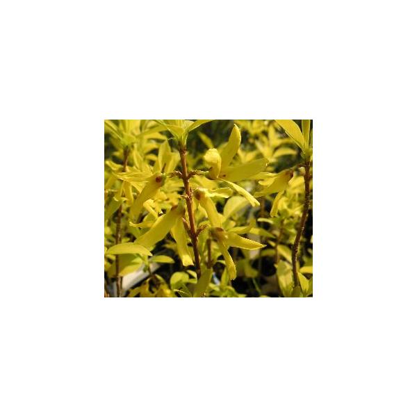 黄金葉れんぎょう9センチポット、高さ２０センチ内外モクセイ科レンギョウ属落葉低木花期：春　＊新芽が黄金色になる、美しい黄金葉のレンギョウです。黄色い花は枝いっぱいに咲かせます。■管理のポイント水はけがよく肥沃な用土を好みます。寒さ暑さにも強...