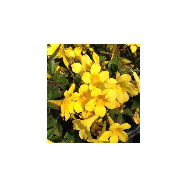 カロライナジャスミン3寸ポット植えマチン科ゼルセミウム属常緑つる性植物開花時期：4月〜6月頃白花のジャスミンに似た香りが有るため、ジャスミンと名が付いていますが、ジャスミンの仲間ではありません。■管理のポイント■日当たりが良く、水はけがよい...