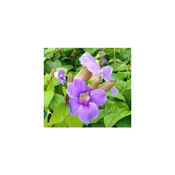 3寸ポット植えツンベルギアは、南アフリカや東南アジアに自生するツル性の常緑多年草で、色鮮やかな花を咲かせます。ツンベルギア　オーガスタスブルーは濃い紫色の花を咲かせるツンベルギアです。