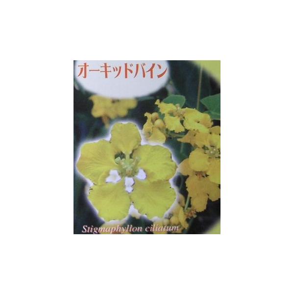 オーキッドバイン＊真夏の暑さにも負けずに花を咲かせてくれるので緑のカーテンに最適です！オンシジュームを思わせる鮮やかな黄色い花を長期間楽しめます。9センチポット植えキントラノ科ブラジル原産　非耐寒性常緑ツル性低木開花時期：5月〜10月ごろ■...