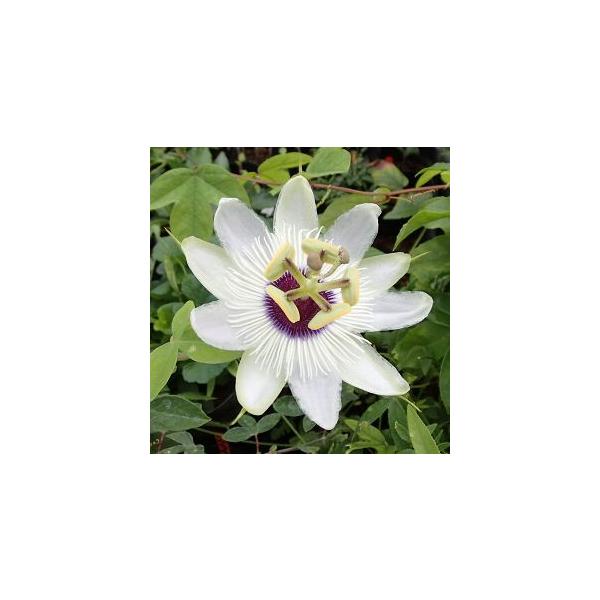 時計草　トケイソウ　パッシフローラ蔓性　3寸ポット植え　10〜20センチ程度パンダ花弁は白色〜淡紫色で、大きく密につく副花冠は中心が濃紫色、周りが白色となります。耐寒性が強く宿根して越冬します。■管理のポイント日当たりが良く、排水のよい場所...