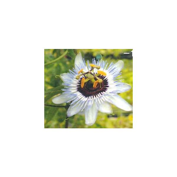 時計草　トケイソウ　パッシフローラ蔓性　3寸ポット植え　10〜20センチ程度クリアースカイ大輪の花を咲かせる時計草で、副花冠の色も濃いのが特徴です。耐寒性も強い時計草です。■管理のポイント日当たりが良く、排水のよい場所を好みます。用土は特に...