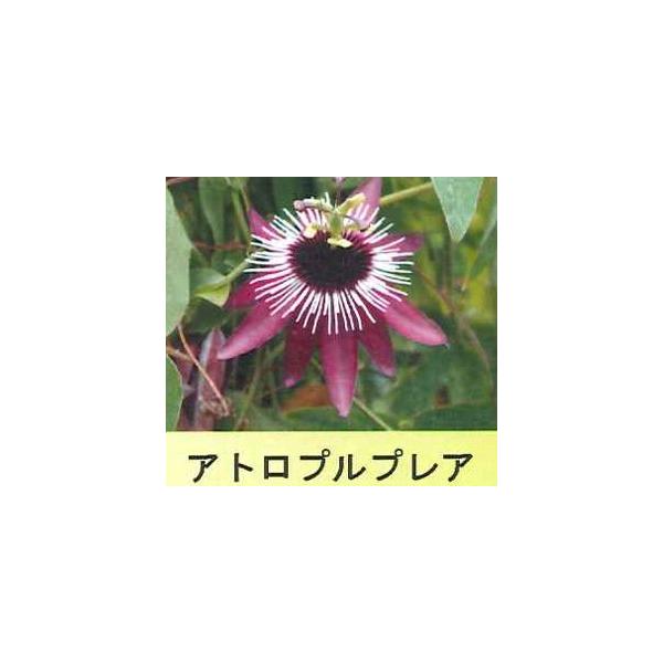 時計草　トケイソウ　パッシフローラ蔓性　3寸ポット植え　10〜20センチ程度アトロプルプレア■管理のポイント日当たりが良く、排水のよい場所を好みます。用土は特に選びませんが、排水性の良いものを選びましょう。肥料は、春先と開花後に市販の化成肥...