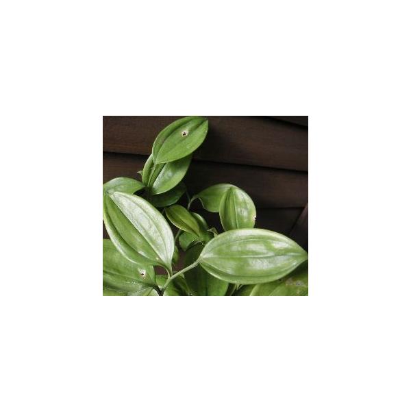 トキワナルコユリ（常盤鳴子百合）直径9センチポット、高さ2０センチ内外学名：Polygonatum sp.ユリ科アマドコロ属中国原産の常緑のナルコユリの仲間。普通のナルコユリよりも葉が肉厚です。耐陰性が高く、日がほとんど当たらなくても生育で...