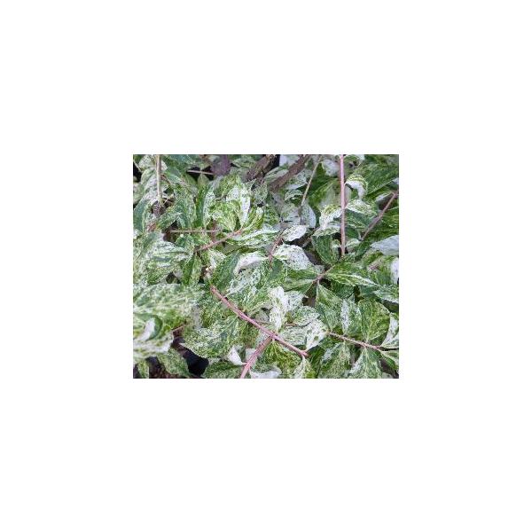 斑入り葉ニシキギ（錦木）ニシキギ科ニシキギ属　落葉低木９センチポット苗盆栽や庭木、生垣に利用されることが多く、栽培は容易。美しい斑入り葉のニシキギです。