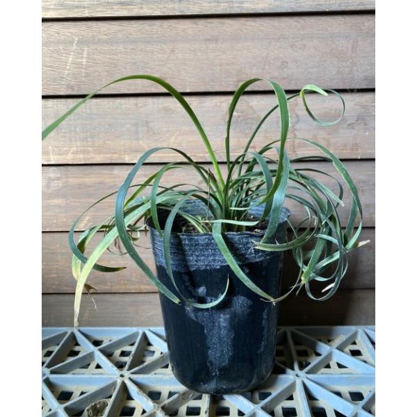 カールヤブラン（カール藪蘭）４寸ポット植え葉の先がカールする珍しい品種です。