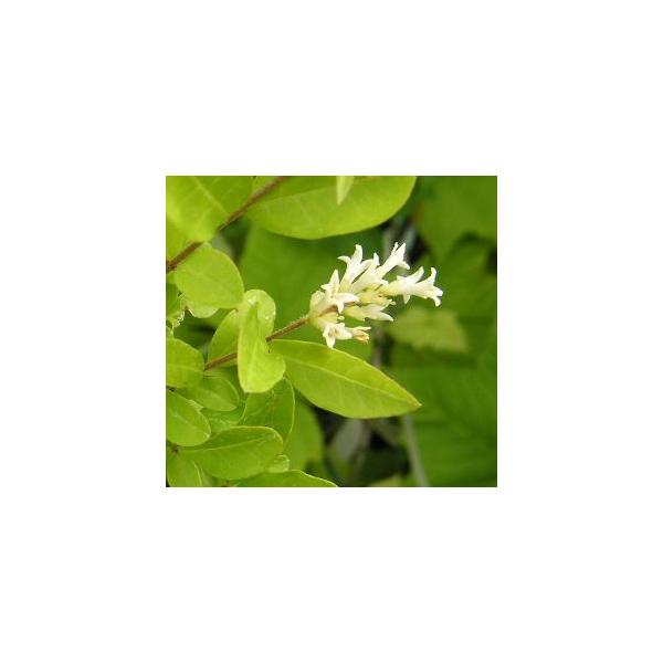 イボタの木モクセイ科　落葉低木直径9センチポット、高さ30センチ内外別名：エボタ、 イボタン、カワネズモチ、春にギンモクセイに似た芳香ある筒状の白い花が咲きます。秋には5mm程度の黒い実がなり白いロウがとれます。ライラック栽培時に、台木とし...