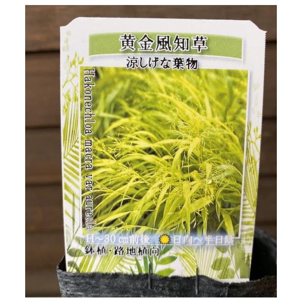 直径９センチポット苗イネ科の多年草別名：ウラハグサ【育て方】日向から半日蔭の場所で、水はけのよい場所適しています。冬の間地上部が枯れますが耐寒性の高い植物です。