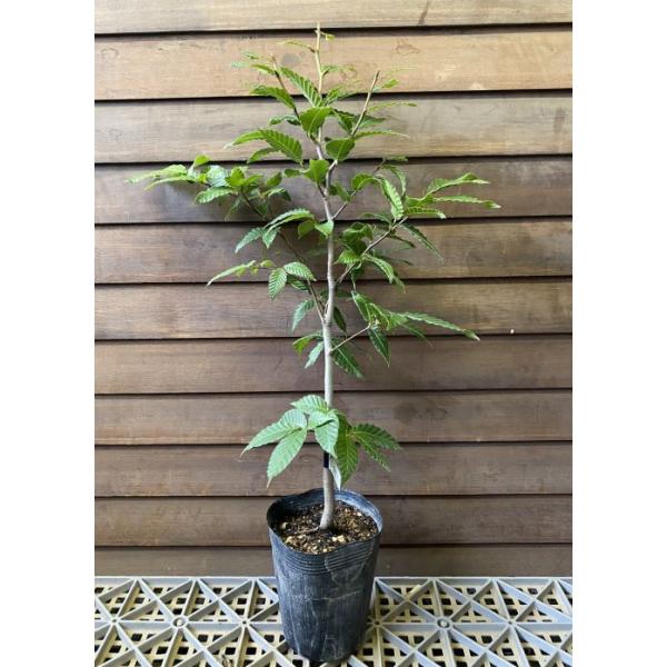 ブナの木　三寸ポット苗　樹高30〜40センチ程度ブナは、温帯域に自生する落葉樹で、自然界ですと30メートル程度にも成長し、樹皮は灰白色で独特の模様を持つ樹木です。白神山地のブナは世界遺産に登録されるなど有名で、市町村の木に指定されているケー...