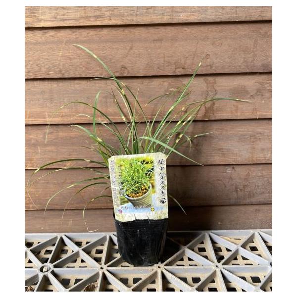 ヒメヤバネススキ（ヒメタカノハススキ）姫ヤハズススキ矢羽斑のコンパクトなススキイネ科ススキ属　多年性草木7.5〜9センチポット苗