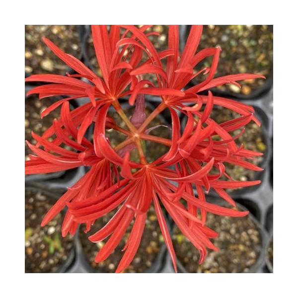 八重咲きリコリス　赤花　（ヒガンバナ）＊ポット植え　球根１球植え植え時７〜１０月、開花期９〜１１月