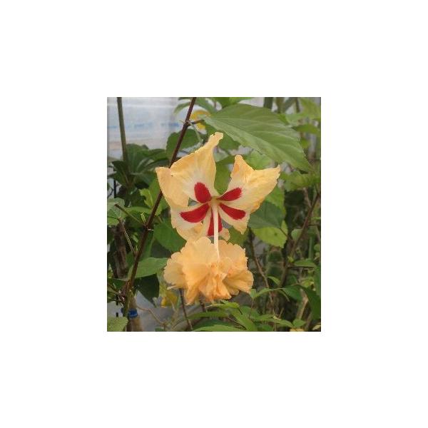 ハイビスカス　イエローフラミンゴアオイ科フヨウ属　非耐寒性常緑低木５寸鉢植え黄花の二段咲きで可愛らしいハイビスカスです。黄花ハイビスカス■ハイビスカスの栽培方法（ハイビスカスの育て方）ハイビスカスは、日当たりが良く、排水のよい場所を好みます...