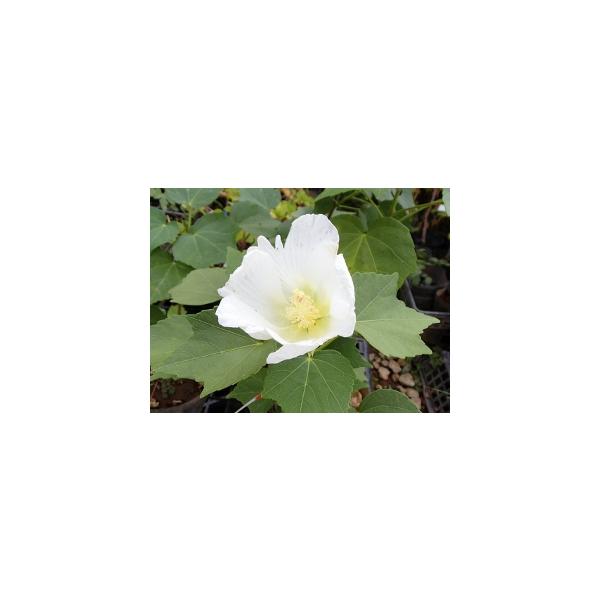 シロフヨウ（白芙蓉）花期：晩夏〜初秋、アオイ科　フヨウ属、落葉低木3号ポット植え、高さ約10〜20センチ程度白花の芙蓉（白花芙蓉）です。■管理のポイント日当たりが良い場所で植え付け用土はやや湿り気のあるものが適しています。寒さには弱いため、...