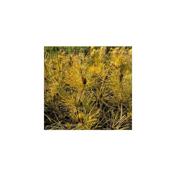 黄金赤松6寸鉢植えマツ科　常緑高木＊冬になると葉が黄金色になる美しい松です。＊葉の形状に個体差が有ります！