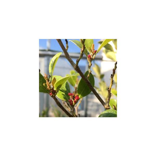 イスの木（イスノキ）マンサク科イスノキ属開花時期：春ごろ半耐寒性常緑高木３寸ポット苗とても強健で育てやすい品種。■管理のポイント日当たりと排水性のよい場所を好みます。剪定は開花後に行い、水は用土が乾いたらたっぷり与えます。