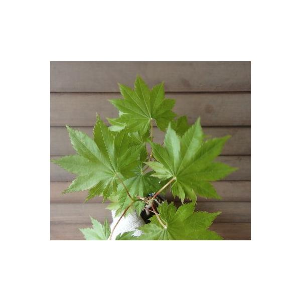 規格：2.5〜3号ポット植え樹高：10〜20cm程度■モミジ、紅葉、カエデ、楓　の管理方法・日当たりの良い場所を好みます。・用土は通気性と水はけのよい肥沃な土を好みますが、乾燥を嫌いますので適度な保水性が必要です。・特に夏場は鉢植えの場合、...
