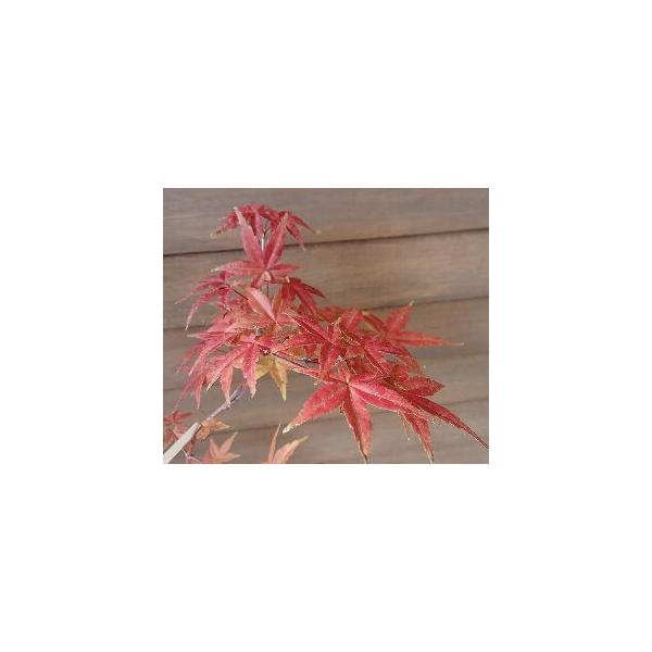 出猩々紅葉（デショウジョウモミジ）カエデ科カエデ属耐寒性落葉高木4寸ポット植え　樹高30〜50センチ程度形の良いモミジの葉が、真っ赤に色付く春の新芽と秋の紅葉は素晴らしいです。■モミジ（紅葉、カエデ、楓）の管理方法・日当たりの良い場所を好み...