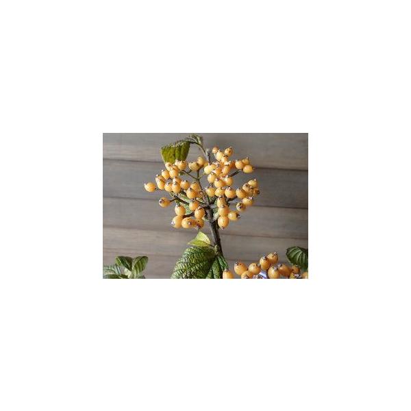 9センチポットガマズミは、日本の山野に生育する落葉性樹木で、初夏のに白い花を咲かせ、秋から冬にかけて黄色〜橙色の小さな実をつけます。