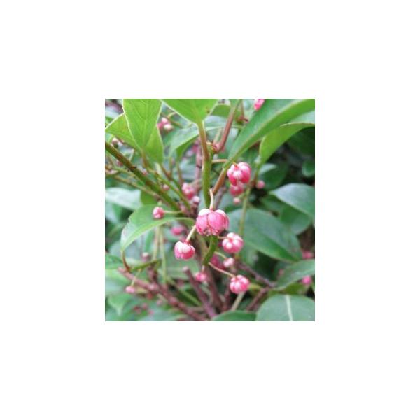 紅花トキワサルナシ9センチポット苗＊本品種は赤花で常緑性のさるなしです。寒さにあたると落葉する場合もあるようです。