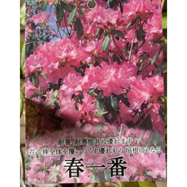 石楠花　ハイブリッドツツジ　春一番石楠花とツツジの交配種。7寸鉢植え