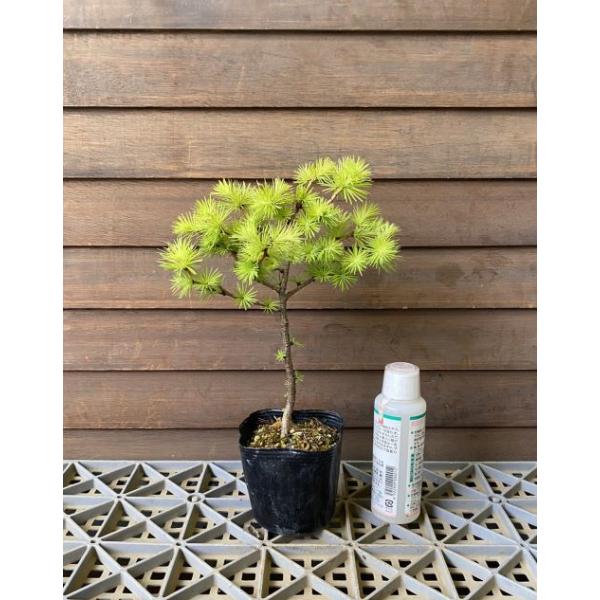 カラマツ9センチポット苗　樹高15センチ程度マツ科　耐寒性落葉高木落葉性の松で、春の美しい新葉〜冬の風情ある落葉姿まで、長く楽しめる盆栽向きの松です。栽培のポイント日向の風通しの良い場所で管理し、暖地では夏場は半日陰で管理。排水性の良い用土...