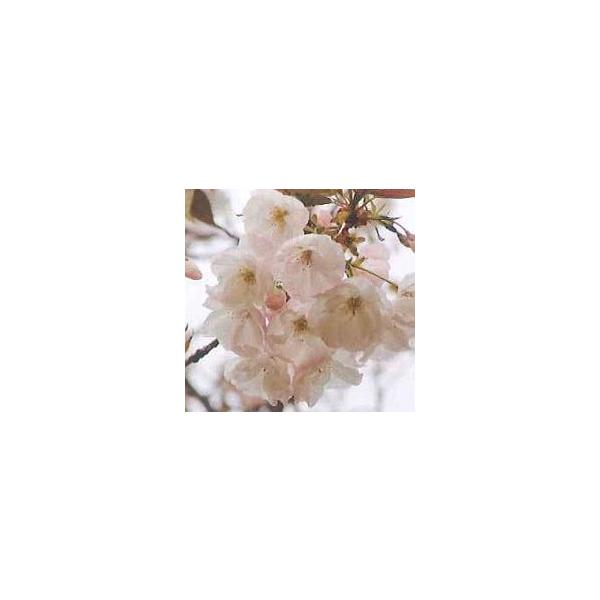 桜　永源寺桜　エイゲンジザクラ　苗木　苗　桜の木規格：3〜5寸ポット植え、又は根巻き苗接ぎ木1〜２年生苗樹高：60〜80cm程度桜　永源寺桜は、滋賀県の永源寺に有った桜で、直径約5センチ程度と花が大きく、淡い紅色の八重咲きです。　