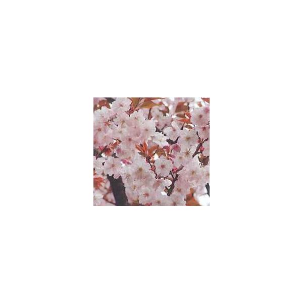 桜　苗木　手弱女桜規格：4寸ポット植え接ぎ木1〜２年生苗樹高：50〜80センチ程度桜　手弱女桜（タオヤメサクラ）は、京都の平野神社が発祥と言われる桜で、淡い紅色の中輪八重咲きです。