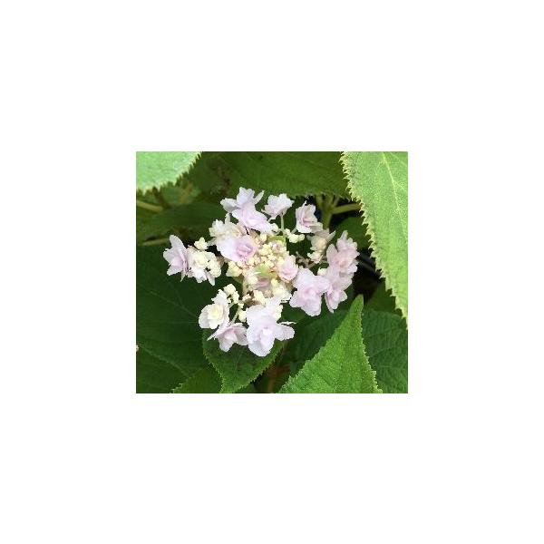 3寸ポット植え　樹高15〜20センチ程度玉段花　玉紫陽花（タマアジサイ）　ギョクダンカ　：紫陽花　花はうっすらとした淡い桃色（ピンク色）の八重咲手毬咲。付属のカラーラベルが白花になっていますが、白に近い花色になる場合もあるようです。