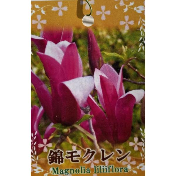 錦木蓮　錦モクレン5寸ポット　樹高80〜120センチ程度モクレン（木蓮）は、木の枝いっぱいに花を咲かせる中国原産の耐寒性落葉樹です。錦木蓮（ニシキモクレン）：花は大型で濃紅紫色、内側が白くとても存在感のある木蓮です。