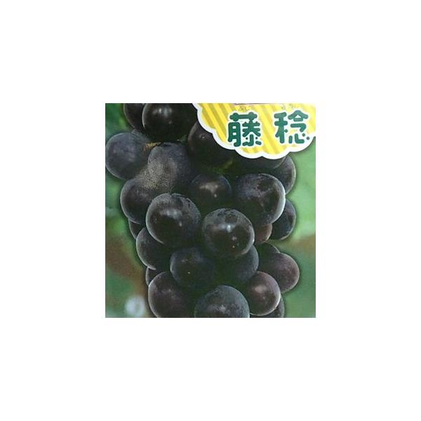 葡萄の苗木　藤稔12センチポット植え葡萄（ぶどう）は、鉢植えでも行燈仕立てで育てられる家庭果樹の人気品種です。アーチや藤棚に絡ませてもとてもお洒落なお庭が出来上がります。◎葡萄：藤稔（フジミノリ）は、果粒が平均20ｇ前後と大きく、果肉は軟ら...