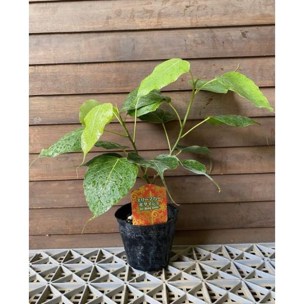 スリーマハボダイジュ　印度菩提樹（スリーマーハーボダイジュ、スリー・マーハーボダイジュ）クワ科4寸ポット植え＊樹形は個体差が有りますのでご理解ください。お釈迦様が悟りを開いたといわれる木を受け継ぐ、スリランカのスリーマハ菩提樹の実生苗を挿し...