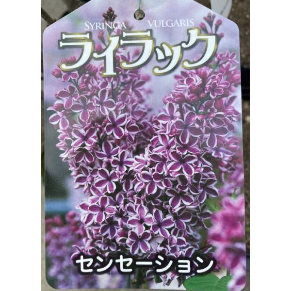 ライラック　センセーション規格：6寸鉢植え　接ぎ木2〜3年生苗、樹高：40〜60センチ程度＊樹形が乱れています！