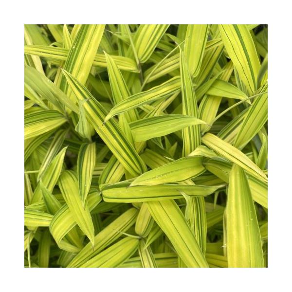 黄金笹イネ科ササ属9センチポット植え芽吹きが特に黄金色で美しい笹です。