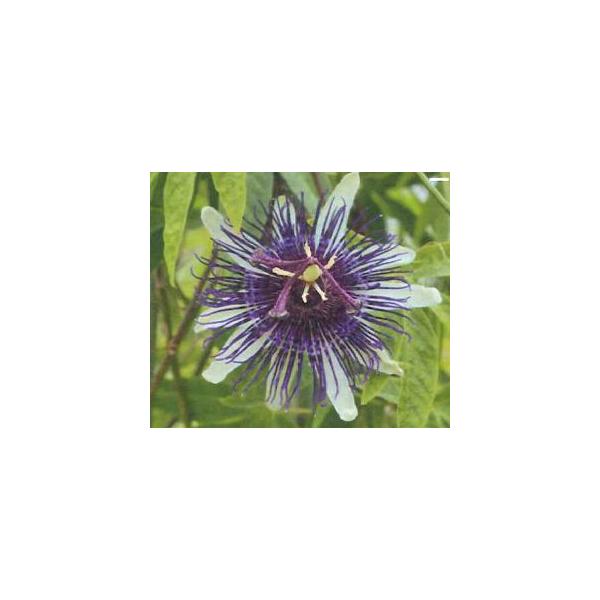 時計草　トケイソウ　パッシフローラ蔓性　3寸ポット植え　10〜20センチ程度インディゴ・ドリーム白色の花弁と濃紫色の副花冠とのコントラストが美しい時計草です。■管理のポイント日当たりが良く、排水のよい場所を好みます。用土は特に選びませんが、...