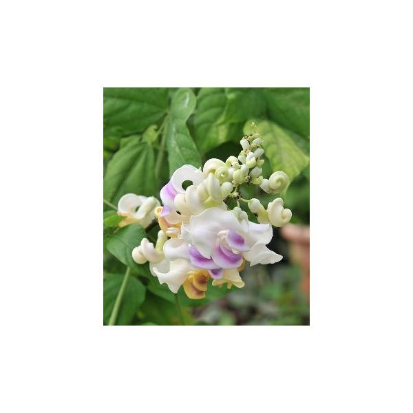 香りスネールフラワー（コークスキュリューバイン）＊花は淡いピンク色で連なって咲き、ランのような香りを放ちます！マメ科　非耐寒性つる植物開花期：初夏〜秋9センチポット苗管理のポイント耐寒性が低いため、冬期は室内等での管理が必要。