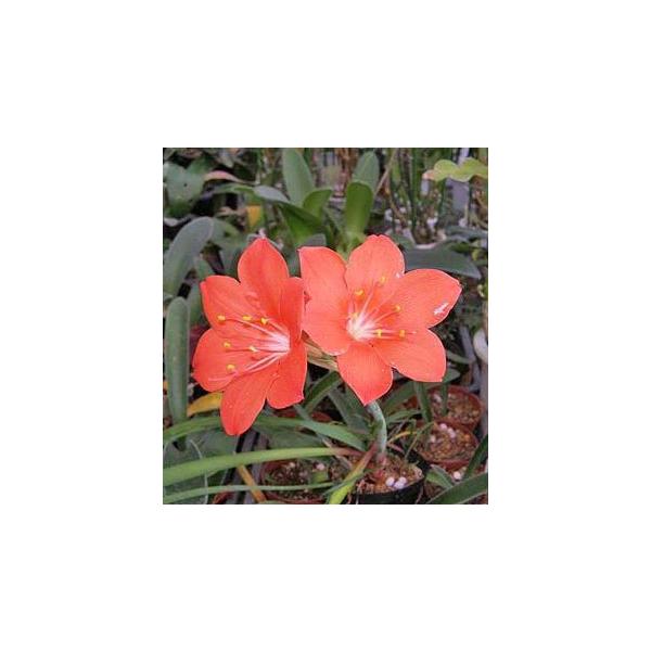 バロータ　スペシオサ3寸ポットヒガンバナ科常緑性球根植物開花時期：8月〜9月頃＊葉はアマリリスににて幅が狭く細長く、花は君子ランンに似た美しい常緑性の球根植物。■管理のポイント球根植物だが、成長期・休眠期の区別がはっきりせず、根も葉も通年生...