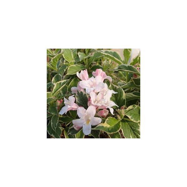 斑入りタニウツギ　フロリダバリエガータ（オオベニウツギ）3寸ポット苗スイカズラ科耐寒性落葉低木花期：4〜7月頃別名：ワイゲラ（ウイゲラ）淡いピンク色の花が徐々に白色に変化します。白覆輪の葉もとても美しく、人目を引く花木です。耐寒性、耐暑性と...