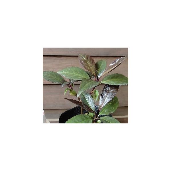 カラス葉千両センリョウ科3寸ポット苗葉が紫黒色で美しい千両、特に新芽が美しい！■管理のポイント■直射日光の当たらない半日陰を好みます。日光や西日に直接あたりすぎると葉が黄色くなる場合があります。耐寒性もやや弱く、霜が当たると葉が痛む場合があ...