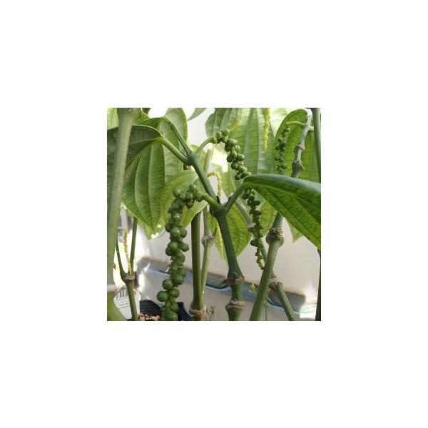 熱帯果樹苗木　胡椒の苗木コショウ科　熱帯性の常緑植物3寸ポット植え　挿し木苗■ご注文時にご理解を頂きたい点■極矮性胡椒の挿し木苗です。個体によっては親木の性質を継承しない場合がございますので、極矮性にならない場合がございます。その点をご理解...