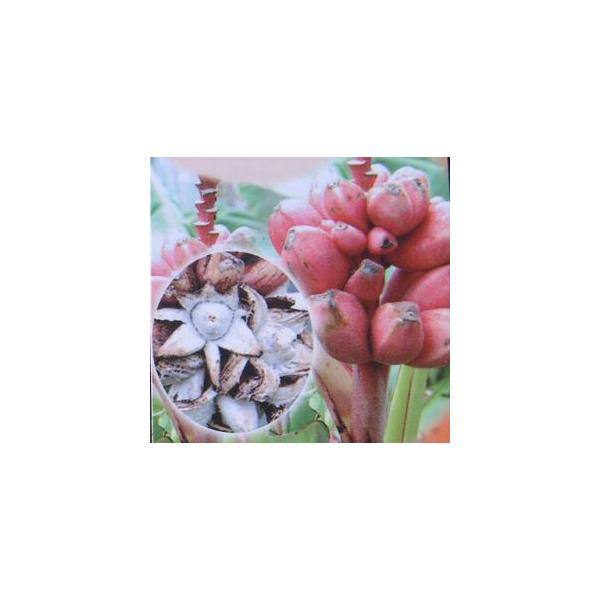 赤実バナナ12センチポット苗バナナは、芭蕉の仲間で黄色く熟した果物が甘く栄養価があり大人気の品種です。またバナナは木ではなく草の仲間で果実も野菜の仲間とされています。◎赤実バナナは、耐寒性が強く、マイナス5度以下にならない地域でしたら路地栽...